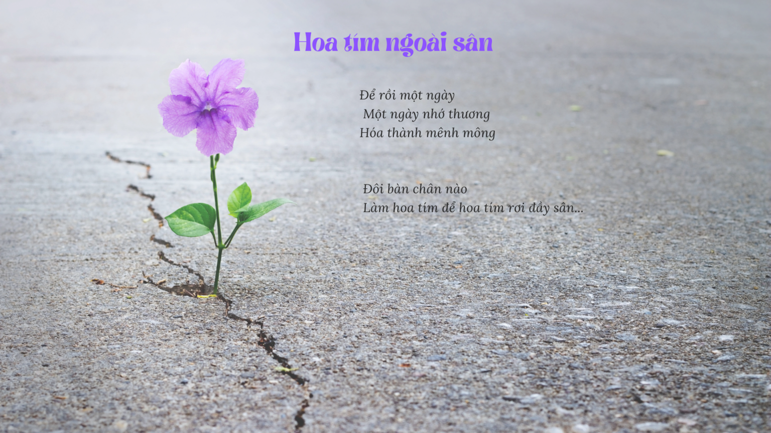 Hoa tím ngoài sân (4) – Rose and Cactus Blog